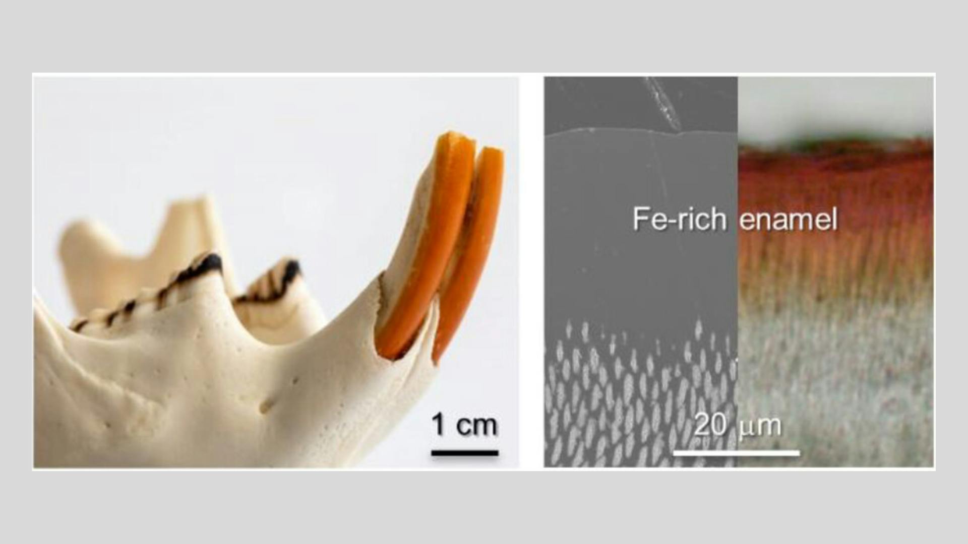 New insights about rodent enamel could improve human dentistry ...