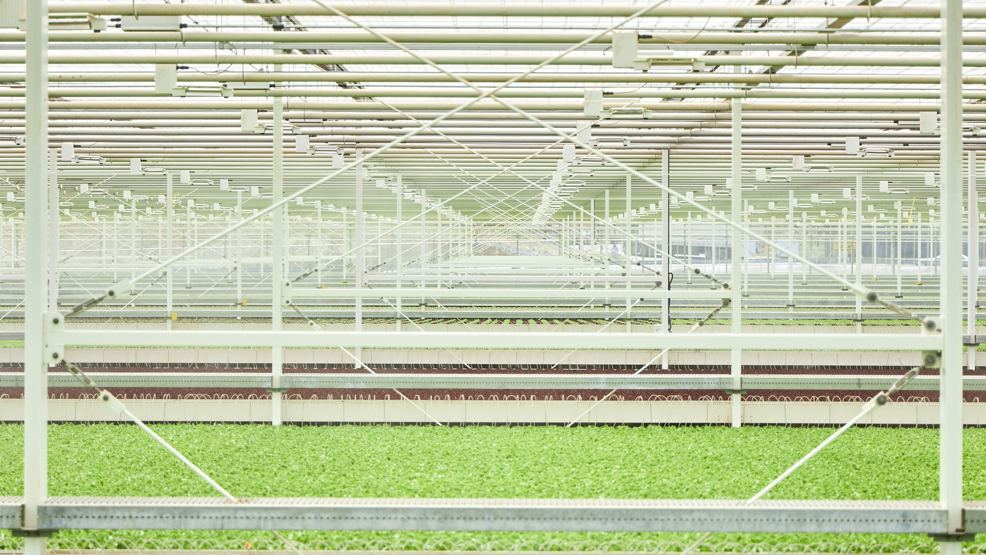 Little Leaf Farms Plans New Greenhouse, Boosting Capacity to 20 Million ...