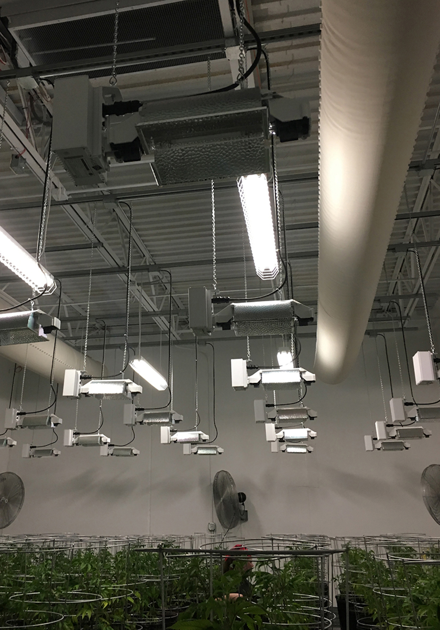 Cannabis Room Productivity Relies on Ventilation Design | HPAC Engineering
