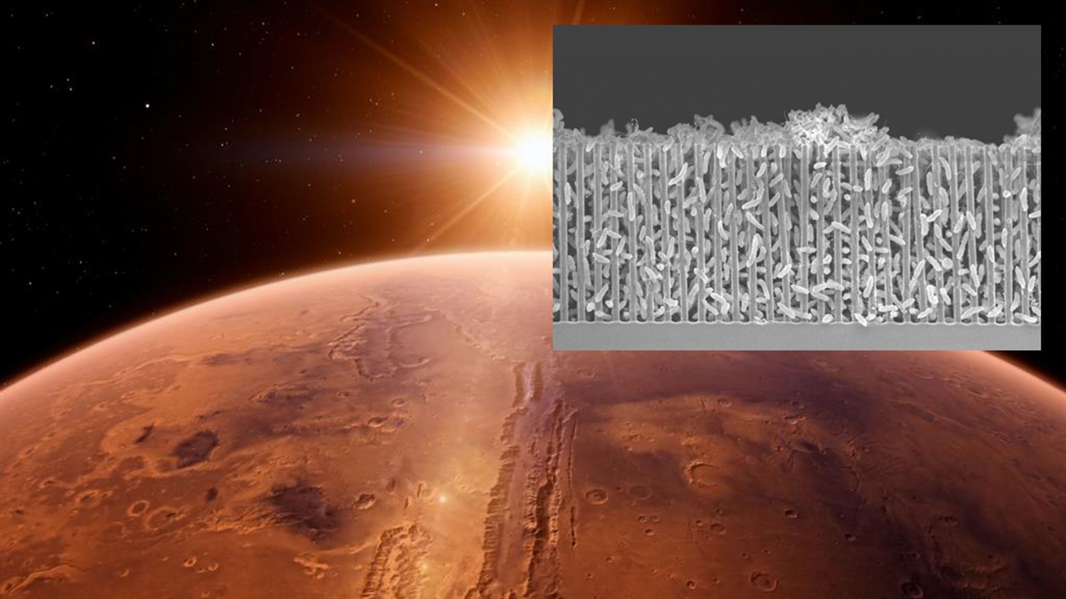 Bioreactor for Mars Converts CO2 into Organic Building Blocks | Machine ...