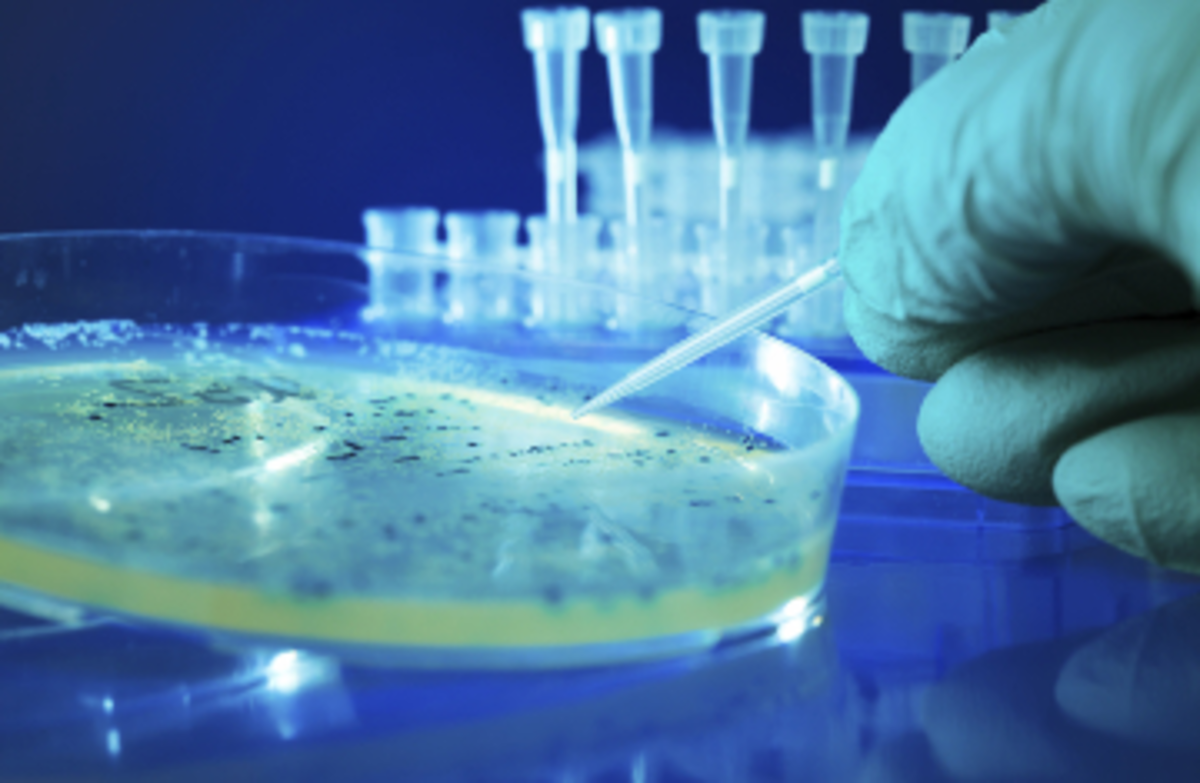 Bacteria In Drinking Water