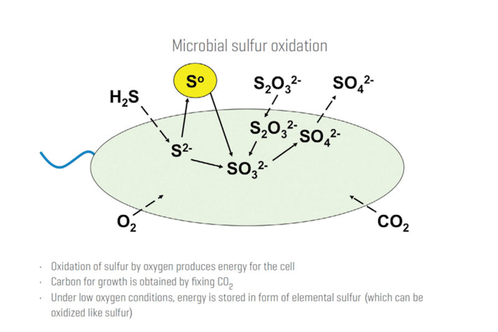 Microbial sulfide removal | Water Tech Online